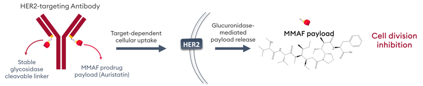 IKS014 - ADC Programs - Iksuda